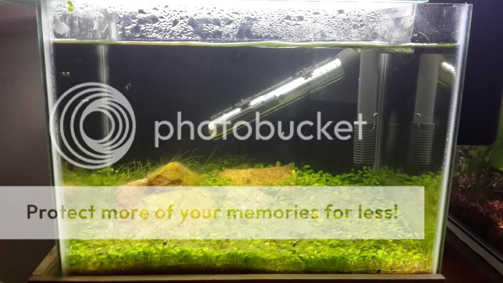 Simpliscape - 1ft Planted tank | Tropical Aquariums SA