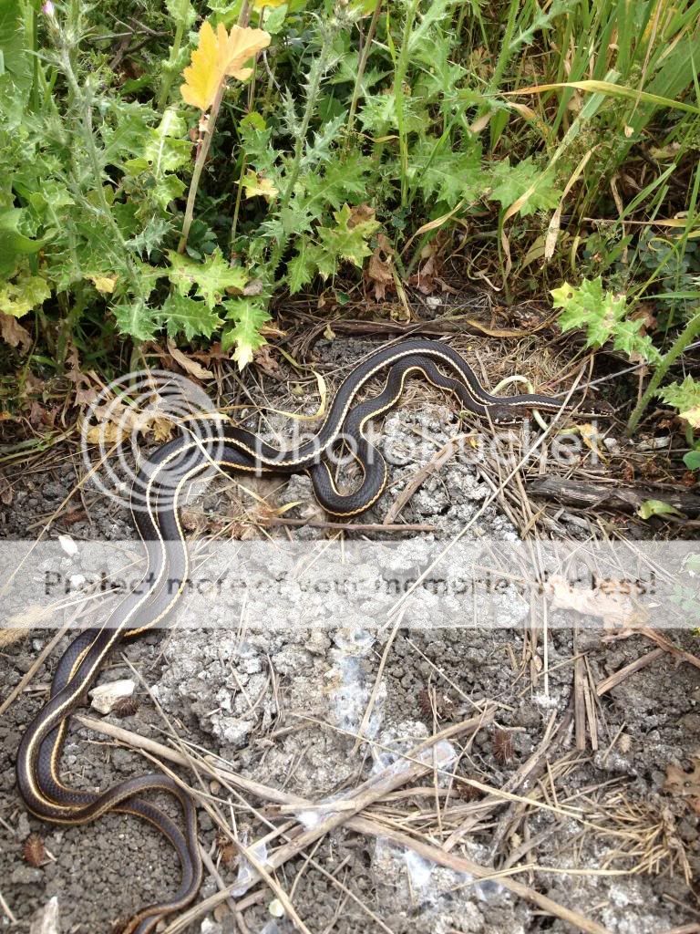 Striped Racers Galore - Field Herp Forum