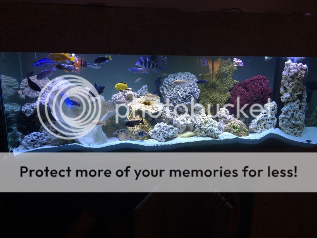 ReefCleaners Dry Rock- hands down the best in the Market! - Reef ...